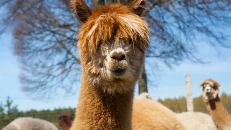 Llama Vs Alpaca Vs Camel Vs Vicuna Vs Guanaco - LLama Web