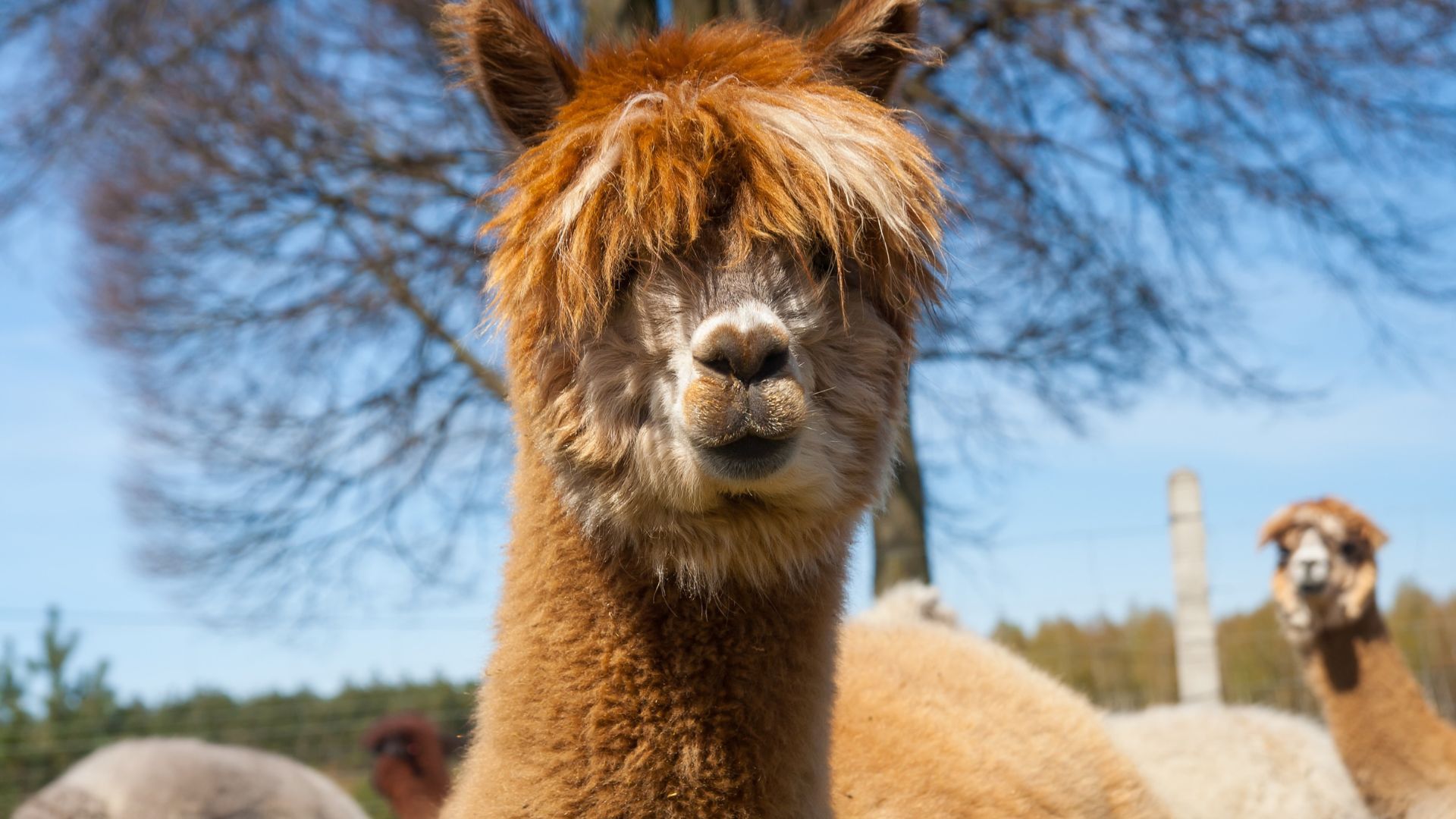 What Are The 7 Camelids Species A Complete Guide Llama Web