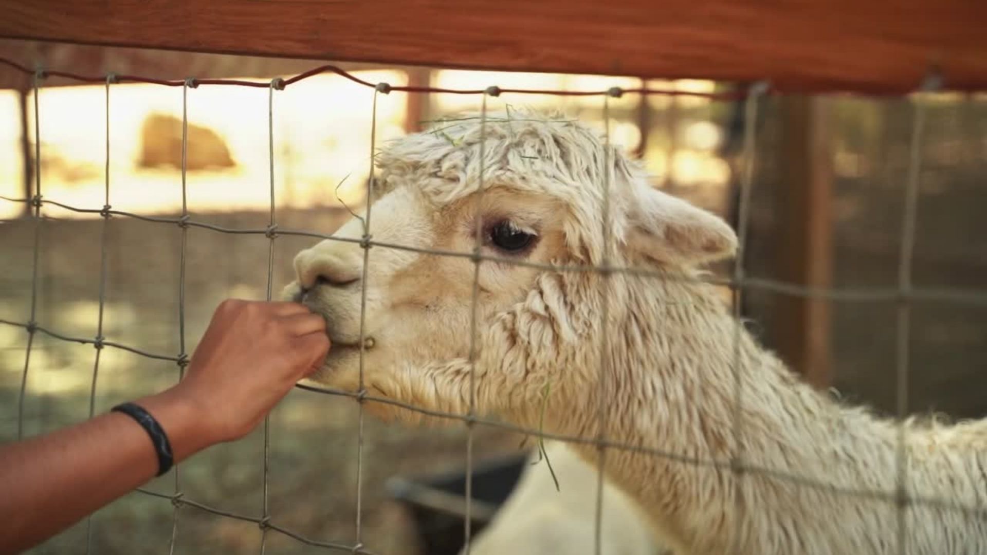 Can You Use Electric Fence With Camelids? - LLama Web Can You Use Electric Fence With Camelids? - LLama Web