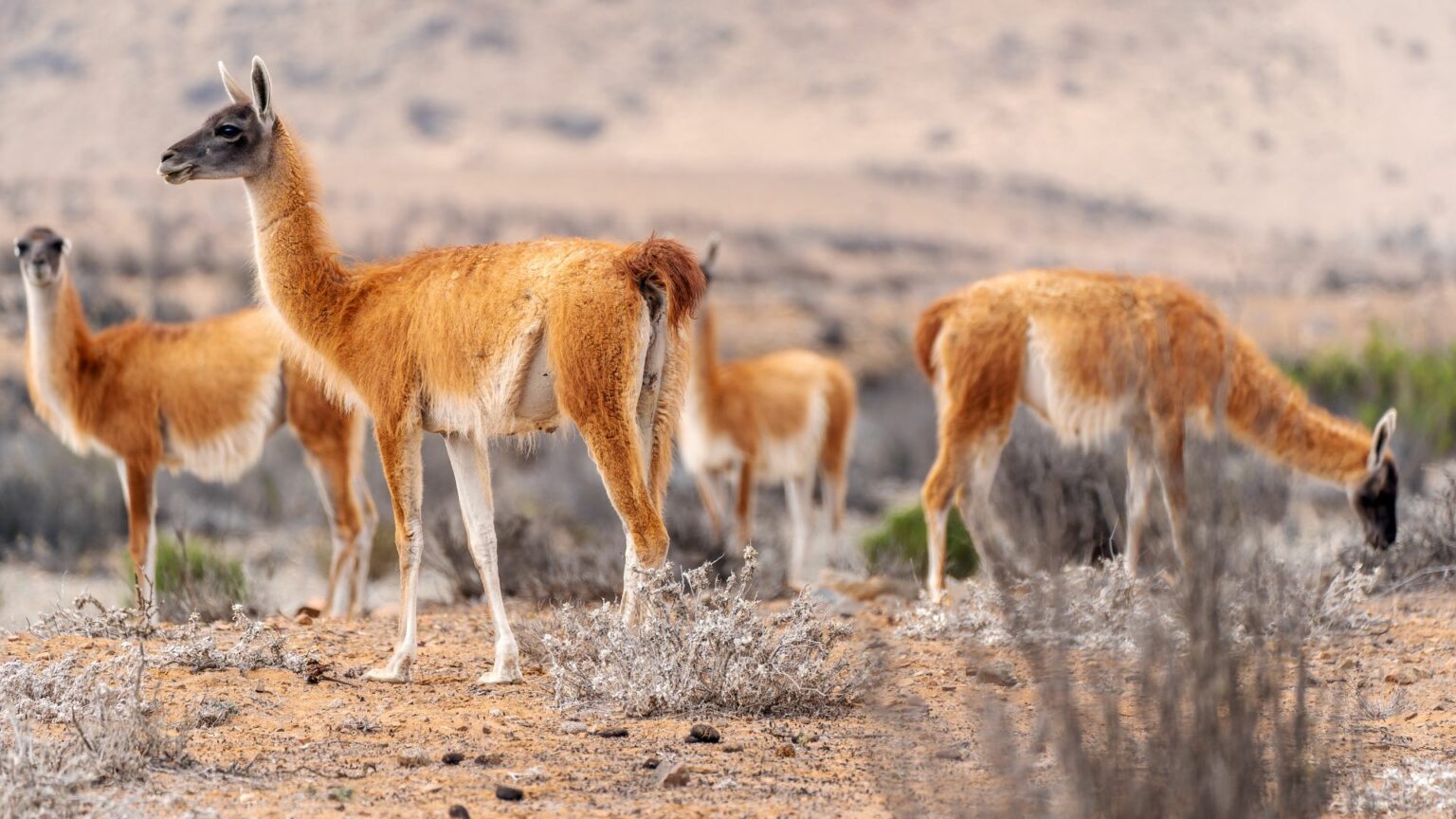 What Are The 7 Camelids Species? (A Complete Guide) - LLama Web