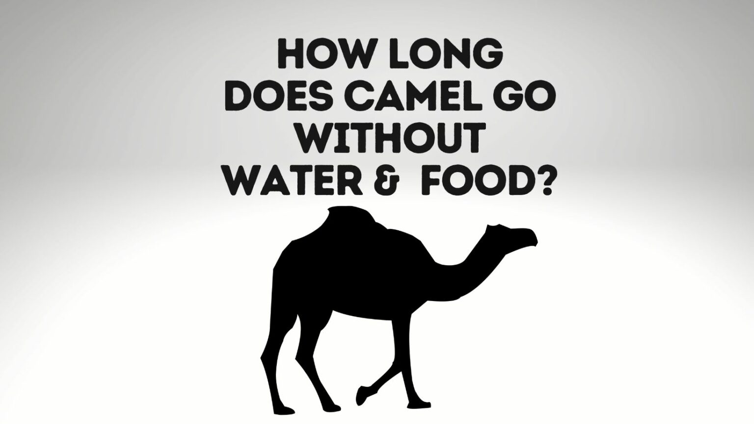 How Fast Can A Camel Run? [Camel Locomotion Guide] - LLama Web