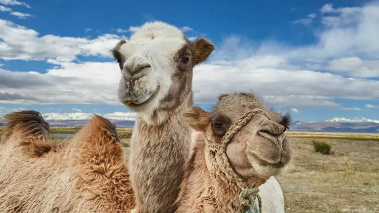 What Are The 7 Camelids Species A Complete Guide Llama Web