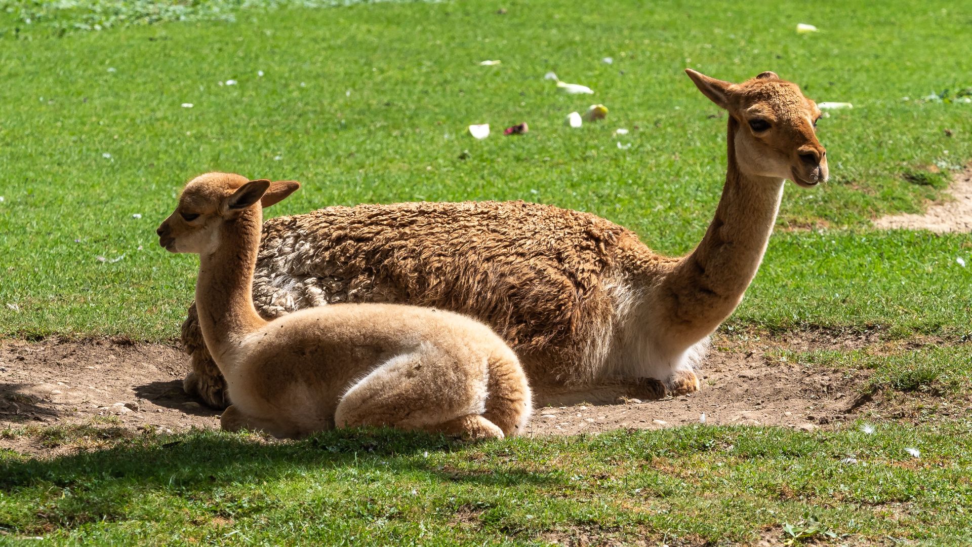 What Are The 7 Camelids Species? (A Complete Guide) - LLama Web