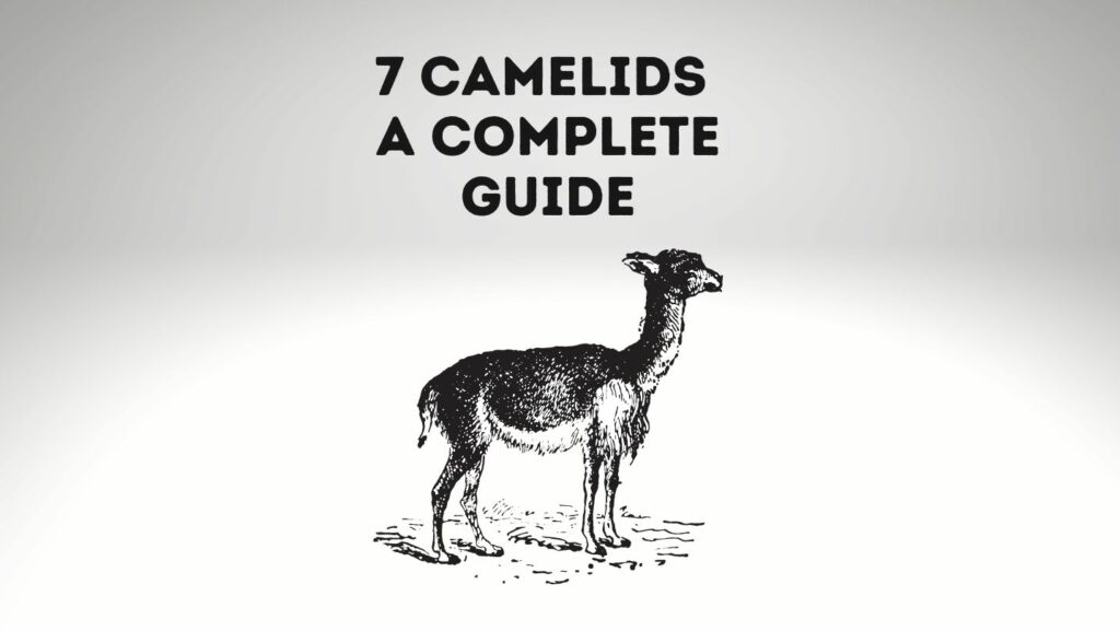 What Are The 7 Camelids Species A Complete Guide Llama Web