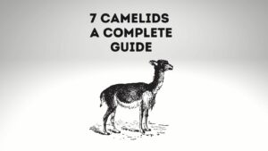 What Are The 7 Camelids Species? (A Complete Guide) - LLama Web