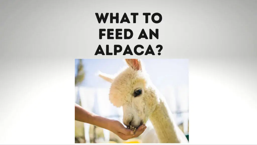 What To Feed An Alpaca? [Daily Food, Treats, And Supplements] - LLama Web