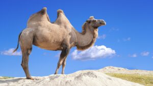 What Are The 7 Camelids Species? (A Complete Guide) - LLama Web