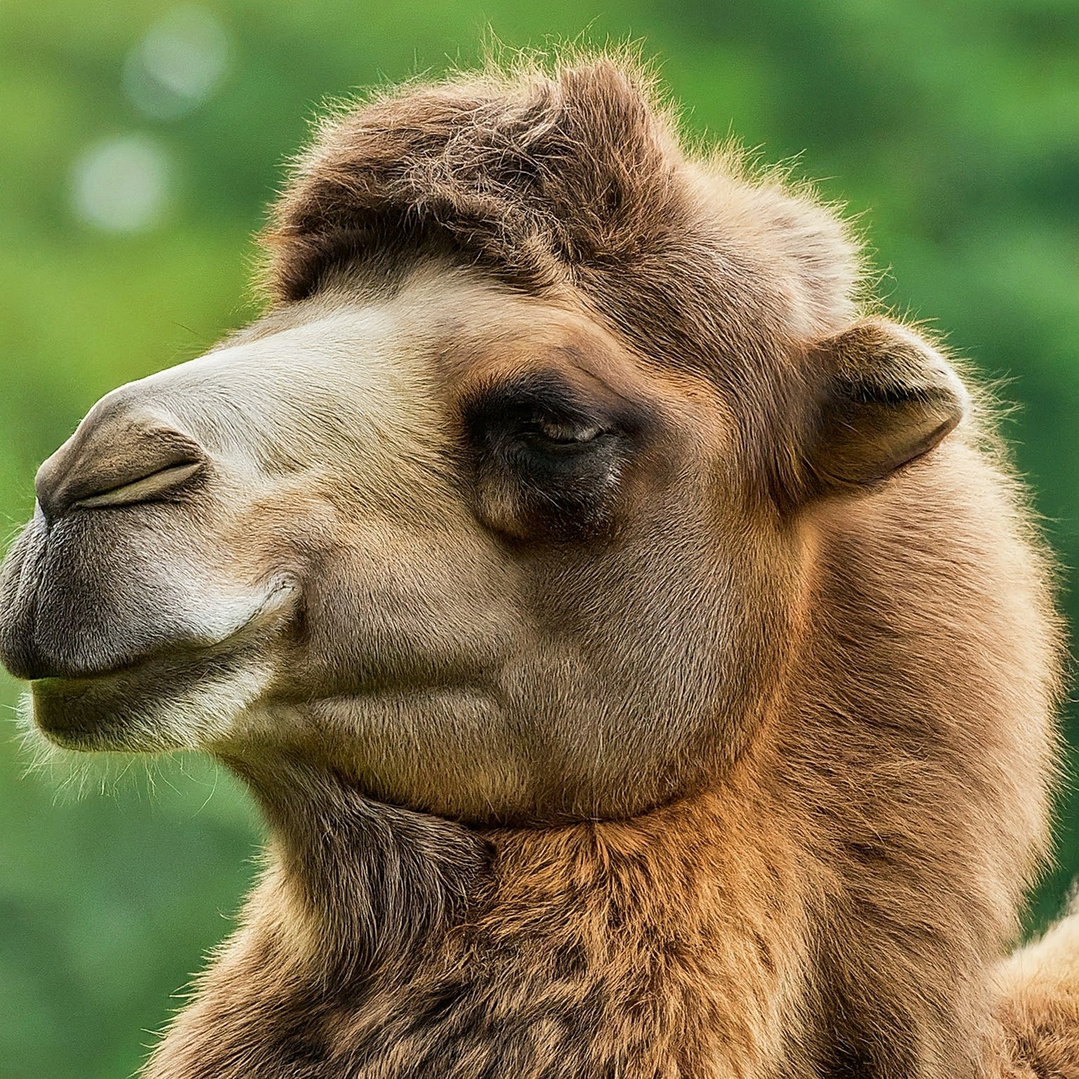 The Diversity of Camels: A Guide to Camel Types - LLama Web