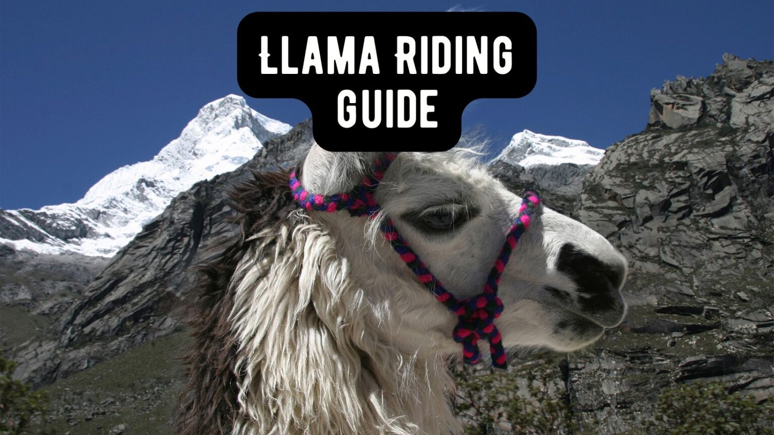 What's the Average Weight of a Llama? Factors, Tips & More - LLama Web