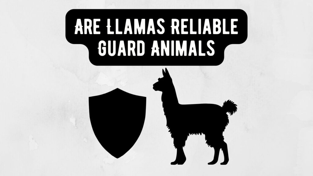 Social Structure of Llama Herds: Unveiling the Roles and Dynamics ...