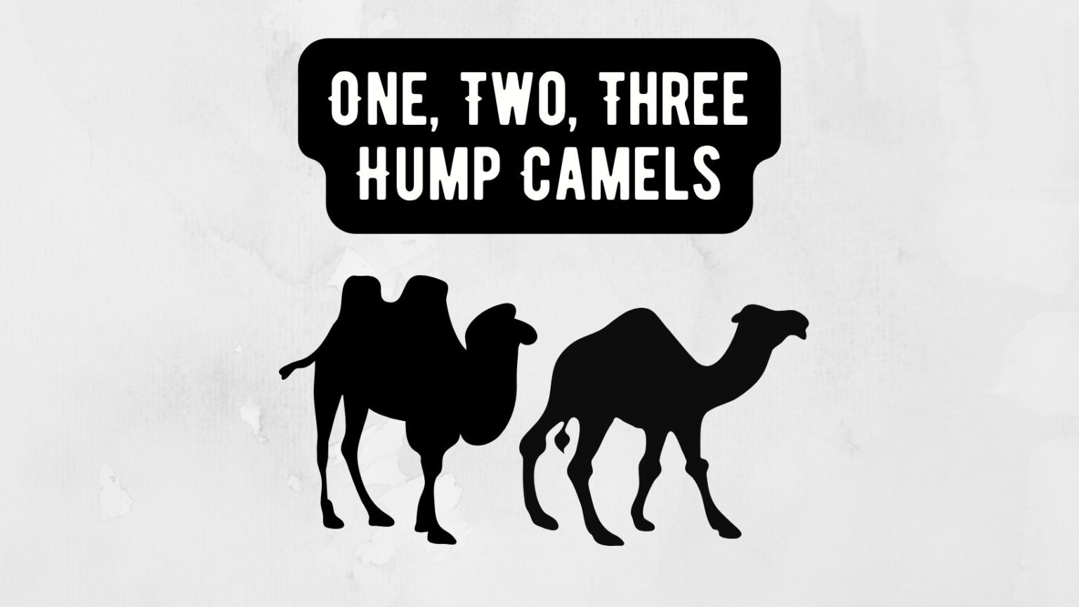 Exploring One-Hump, Two-Hump, and Three-Hump Camels - LLama Web