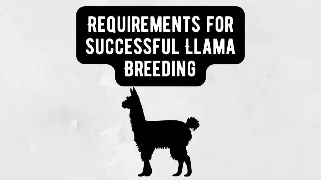 Exploring Llama Coat Colors: full Guide - LLama Web
