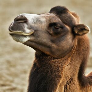 The Diversity of Camels: A Guide to Camel Types - LLama Web