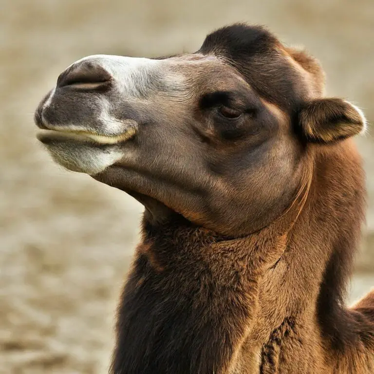 The Diversity of Camels: A Guide to Camel Types - LLama Web