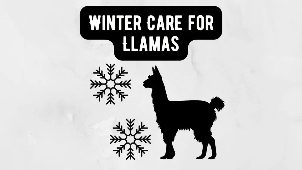 Unveiling the Sacred History of llamas in South America - LLama Web