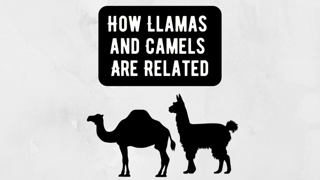 Unveiling the Meaning of Llamas in Inca Culture: Symbolism and ...