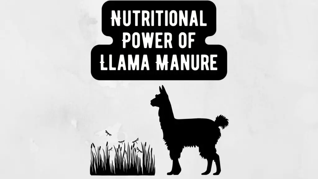 Unveiling the Meaning of Llamas in Inca Culture: Symbolism and ...