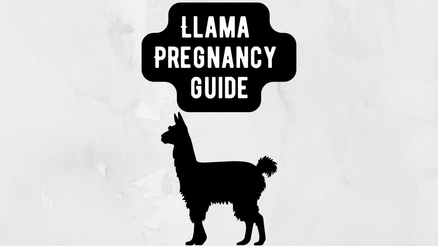 Understanding Llama Pregnancy: Gestation Period Explained - LLama Web