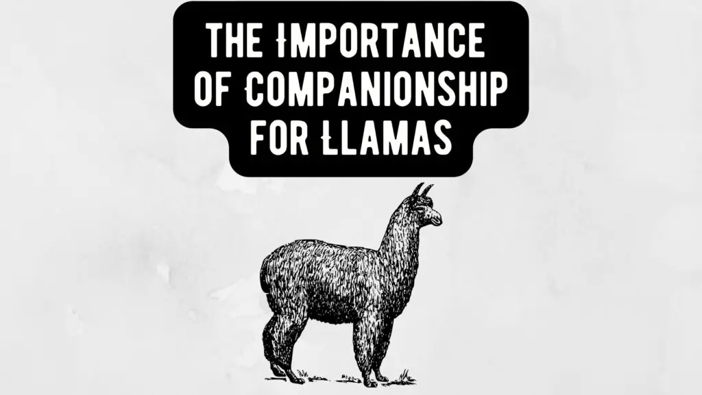 Unveiling the Sacred History of llamas in South America - LLama Web