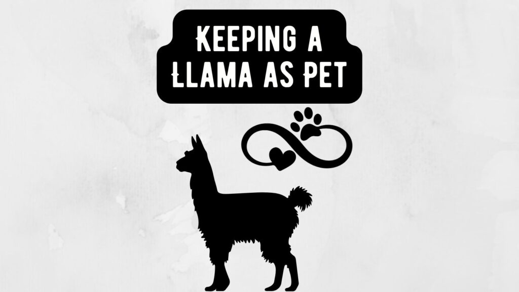 Unlocking the Joys of Llama Riding: Benefits, Experience, and Fun ...