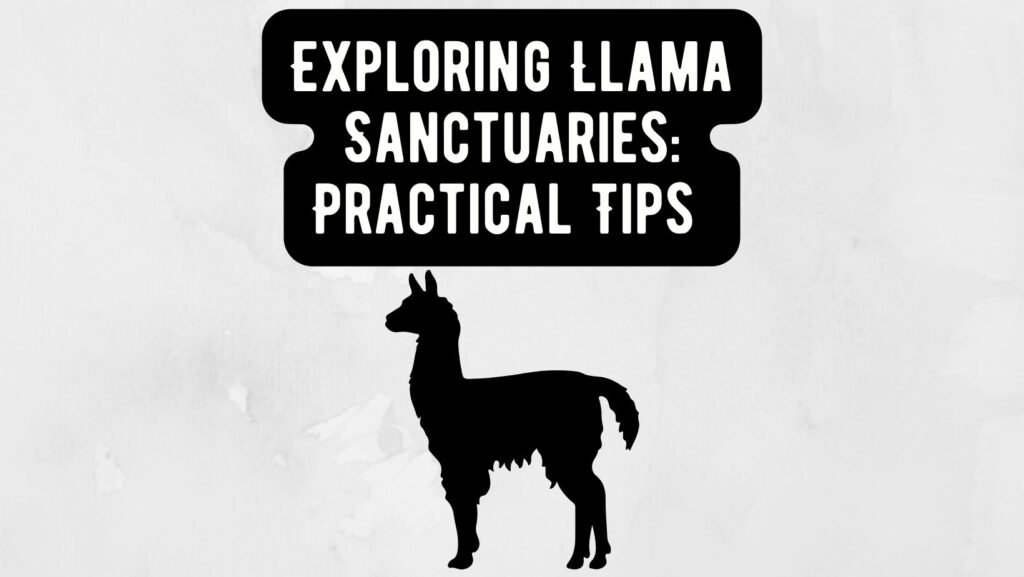 Unveiling the Sacred History of llamas in South America - LLama Web