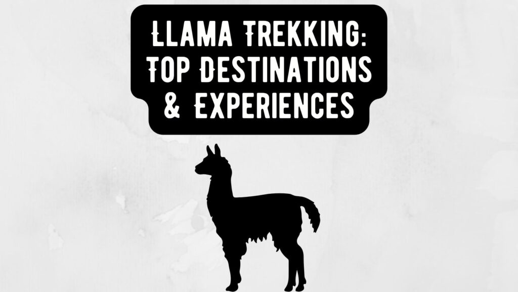 Evolutionary Link: Exploring How Llamas and Camels Are Related - LLama Web