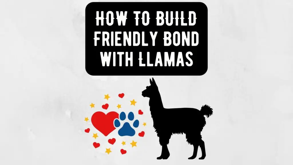 Unveiling the Sacred History of llamas in South America - LLama Web